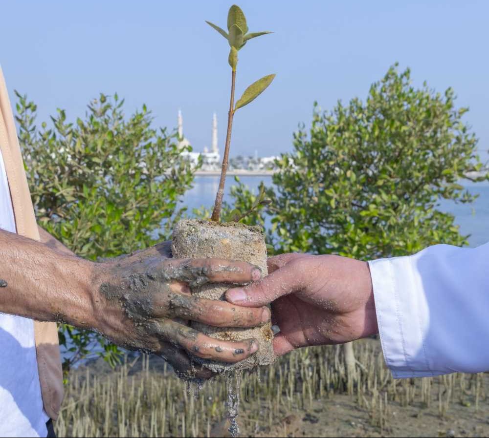 EPAA plants 1,300 seedlings as part of UAE’s mangrove planting drive