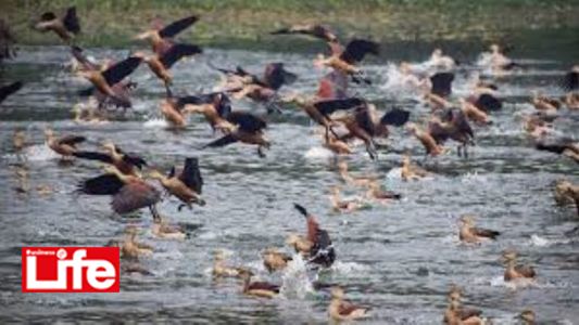 Migratory birds – Poetry from Bangladesh